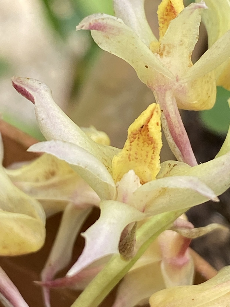 Xylobium elongatum in November 2023 by Dali Falero · iNaturalist