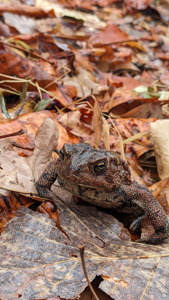 American Toad from Hays, NC 28635, USA on November 21, 2023 at 10:57 AM ...