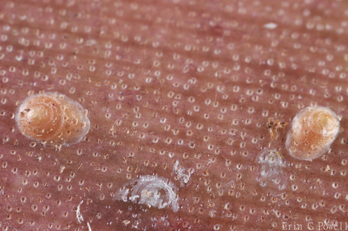 Tropical Palm Scale (Hemiberlesia palmae)