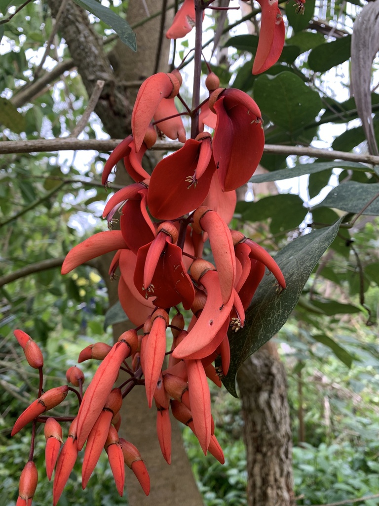 Cockspur coral tree from Jonson St, Byron Bay, NSW, AU on November 22 ...