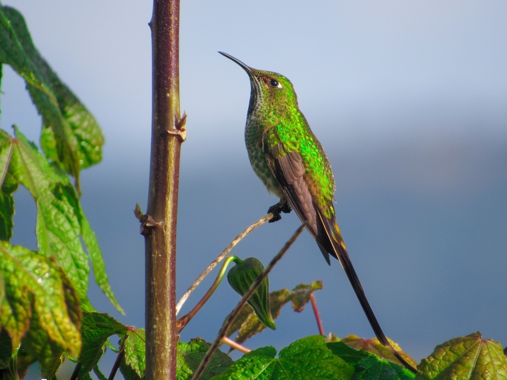 Colibrí Colilargo Mayor desde La Calera, Cundinamarca, Colombia el 21 ...