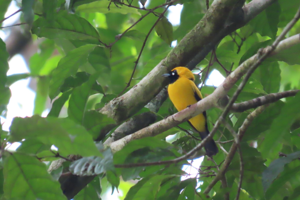 Golden Monarch (Biak) from South Pacific Ocean on November 20, 2023 at ...