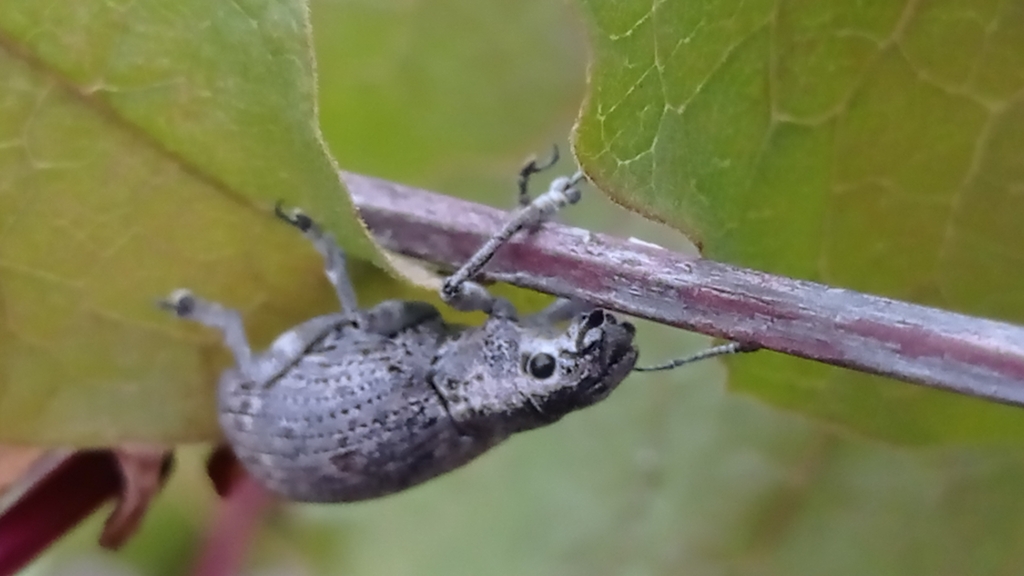Ericydeus lautus from Bahía de Loreto, Loreto, MX-BS, MX on November 15 ...