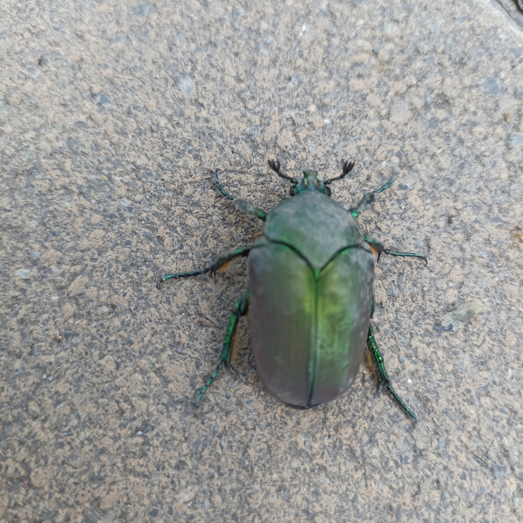 Green June Beetles from Zona Centro, 38900 Salvatierra, Gto., México on ...