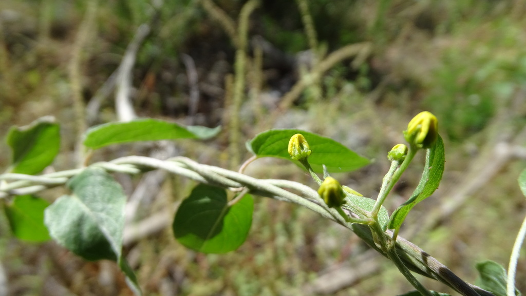 Janusia californica from Los Cabos, B.C.S., México on November 21, 2023 ...