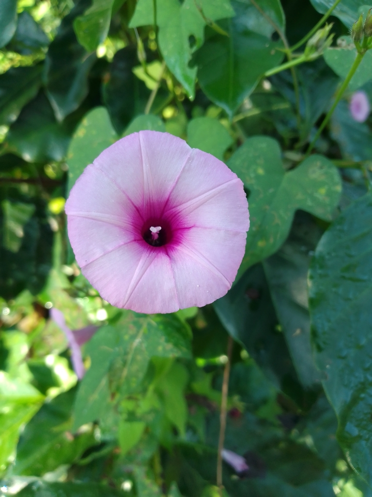 Ipomoea trifida from Angel Albino Corzo, MX-CH, MX on November 20, 2023 ...