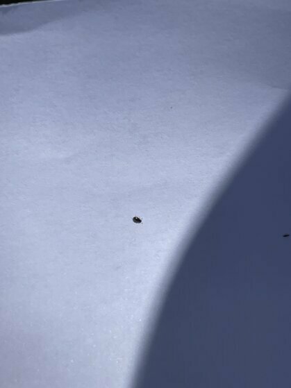 Winged and Once-winged Insects in November 2023 by lilysamisabella ...