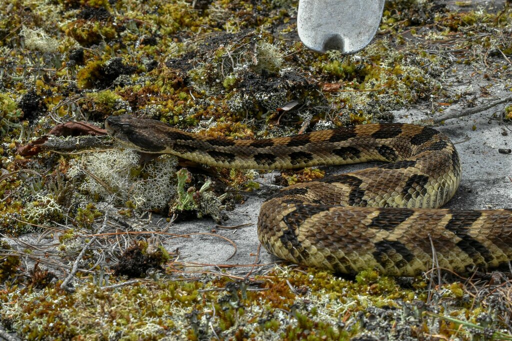 Timber Rattlesnake in August 2019 by Alex Romer · iNaturalist