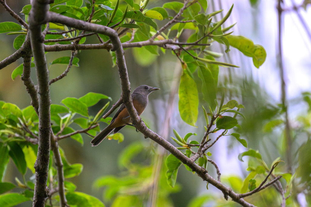 Island Monarch from Tench, Papua New Guinea on November 16, 2023 at 04: ...