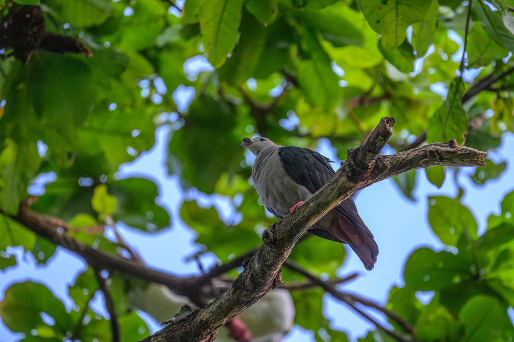 Pacific Imperial-Pigeon from Tench, Papua New Guinea on November 16 ...
