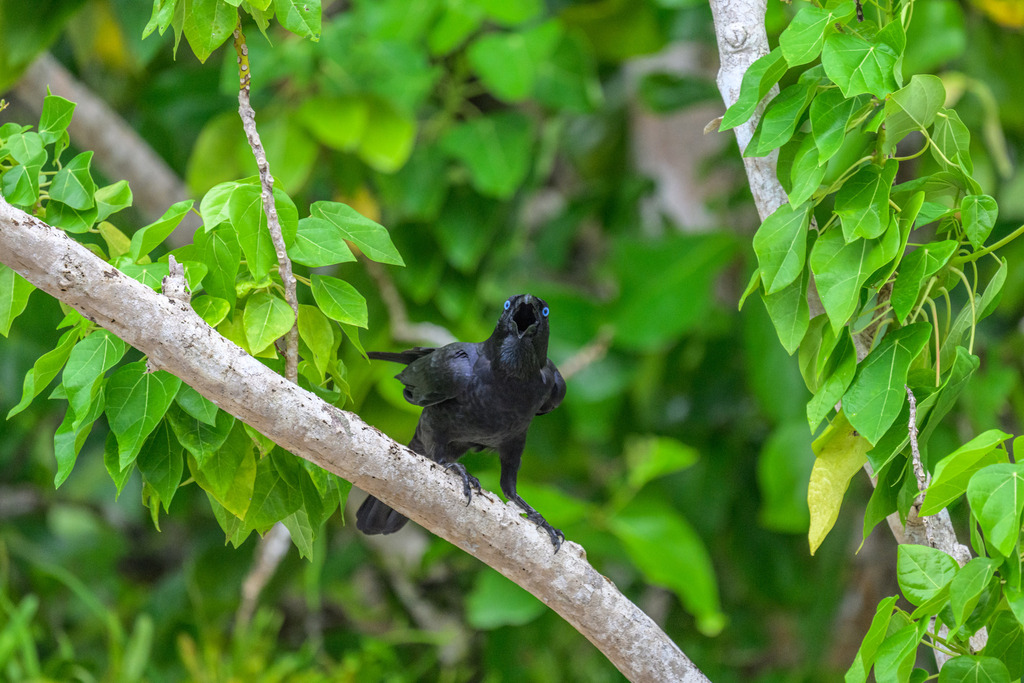 Torresian Crow from Kavieng District, Papua New Guinea on November 15 ...