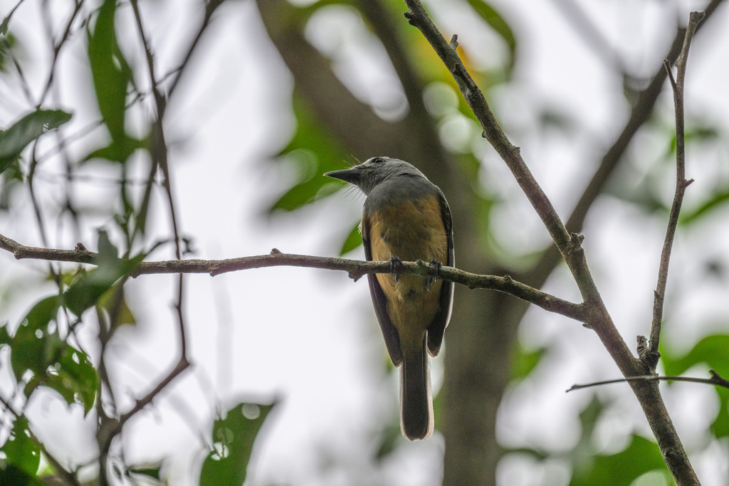 Island Monarch from Kavieng, PG-NI, PG on November 15, 2023 at 07:38 PM ...