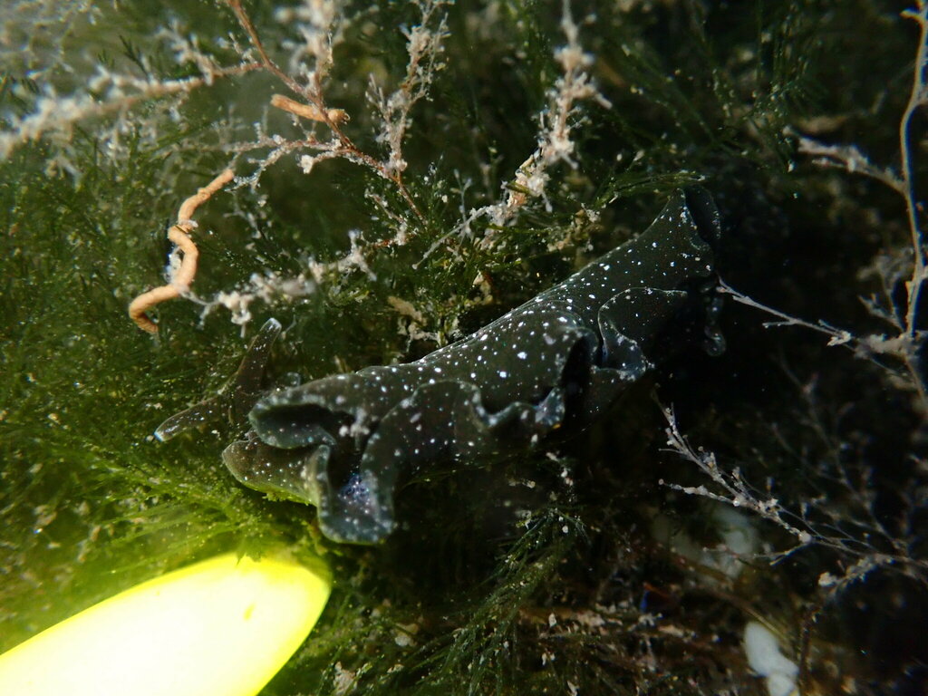 Hedgpeth's Sapsucker from Kitsap County, WA, USA on November 21, 2023 ...