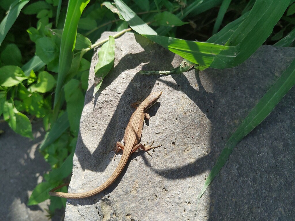 Grass Lizards from 202台灣基隆市中正區 on November 19, 2023 at 01:11 PM by ...