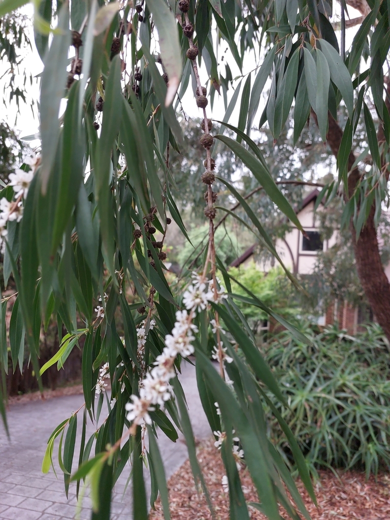 Western Australian Peppermint from Eltham VIC 3095, Australia on ...