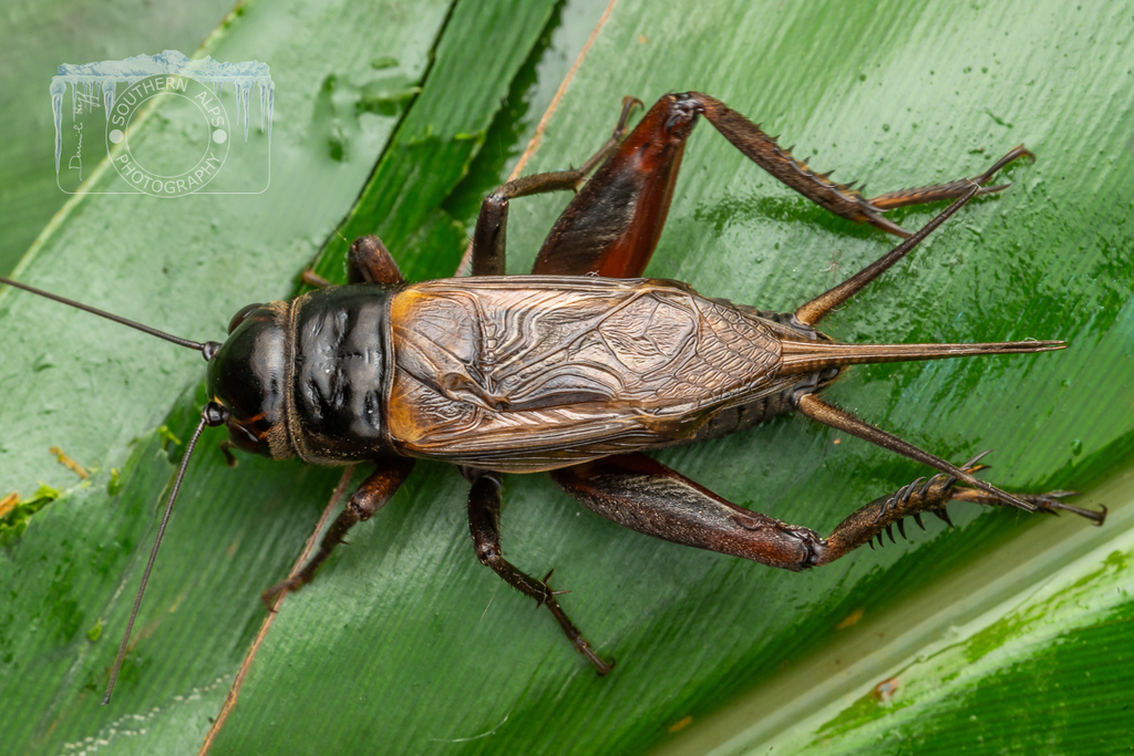 Teleogryllus from Tamborine Mountain QLD 4272, Australia on November 20 ...