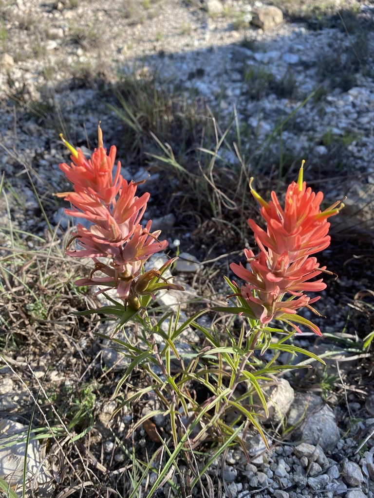 Lindheimer's Paintbrush from Ogletree Gap Preserve, Copperas Cove, TX ...