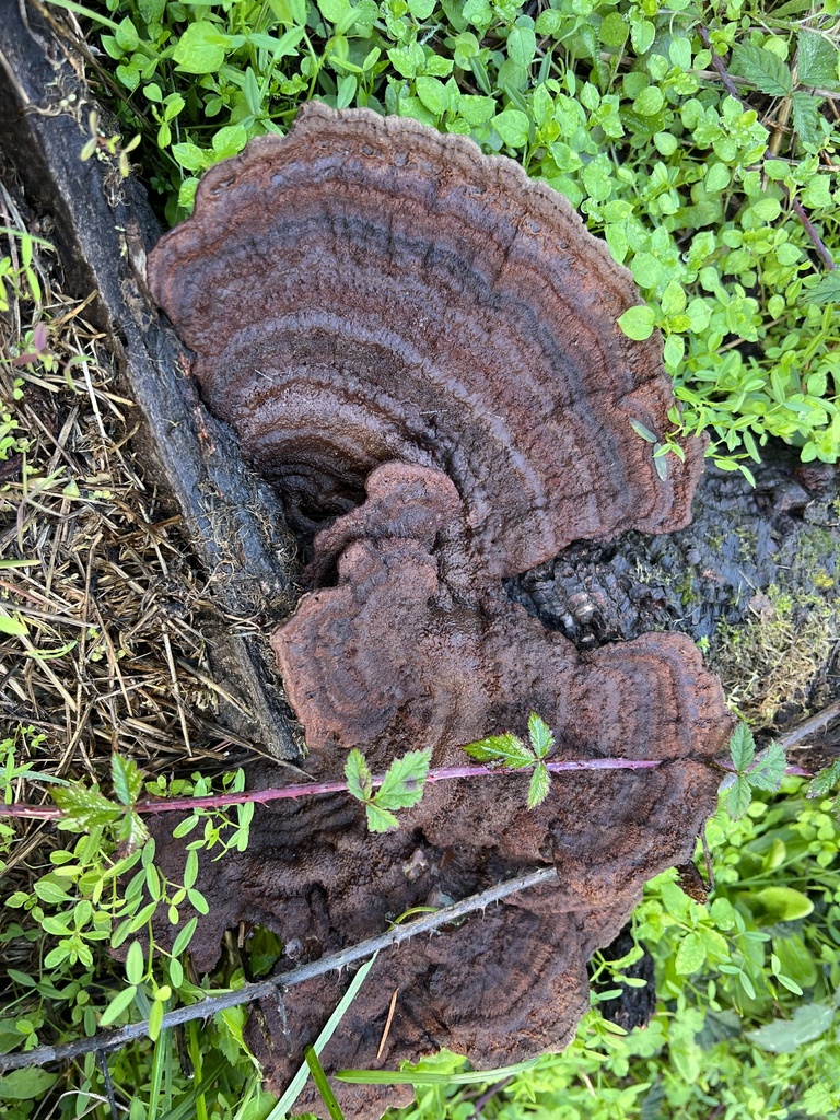 Dyer's Polypore from Olympia, WA, US on November 15, 2023 at 02:36 PM ...