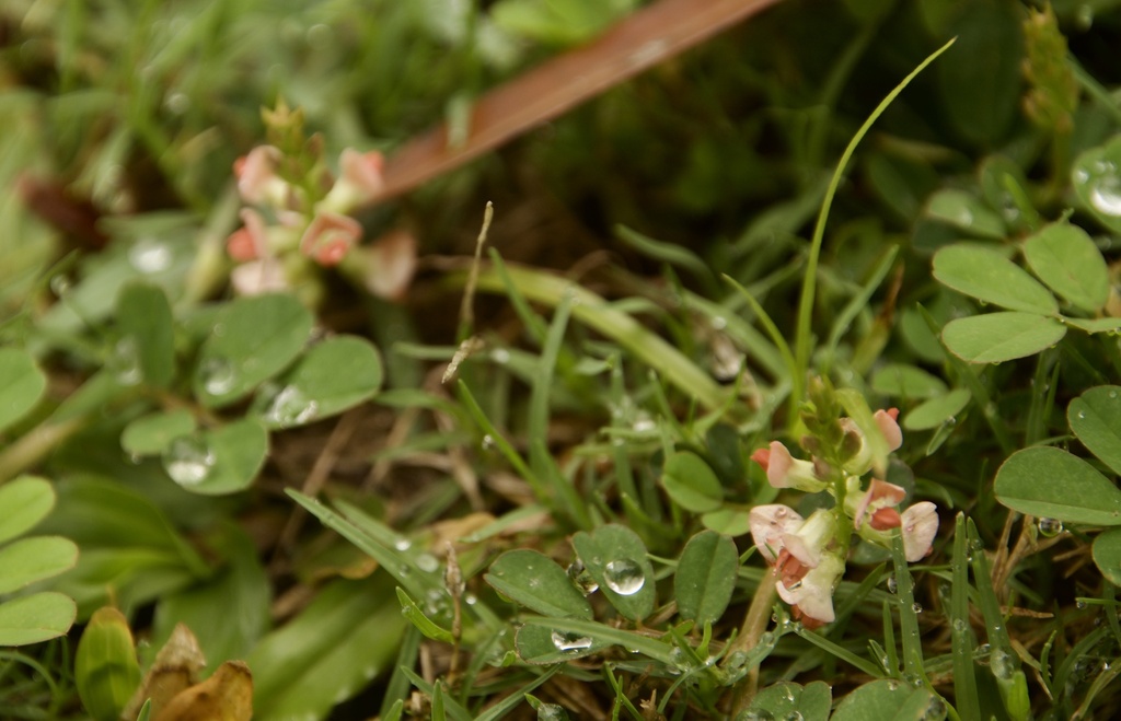 Creeping Indigo from Griffith University - Gold Coast Campus, Southport ...
