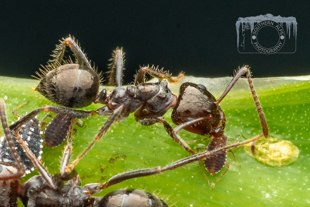 Notoncus capitatus from Witches Falls Track, Tamborine Mountain QLD ...