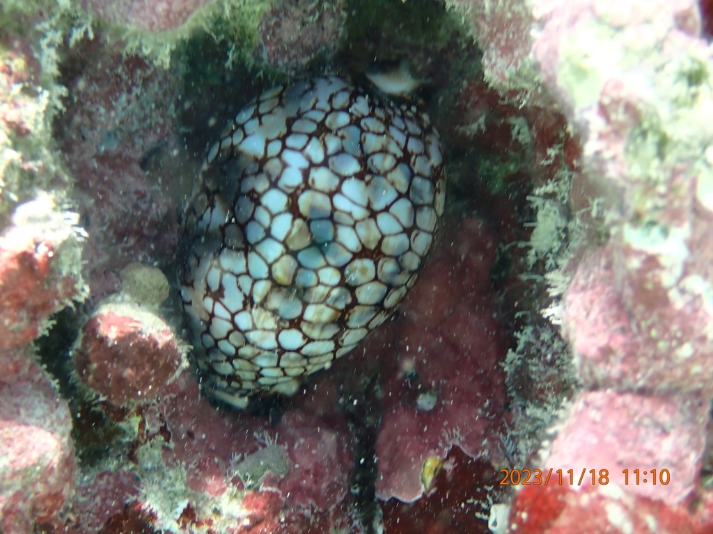 Mauritia histrio in November 2023 by Amir Rasheed · iNaturalist