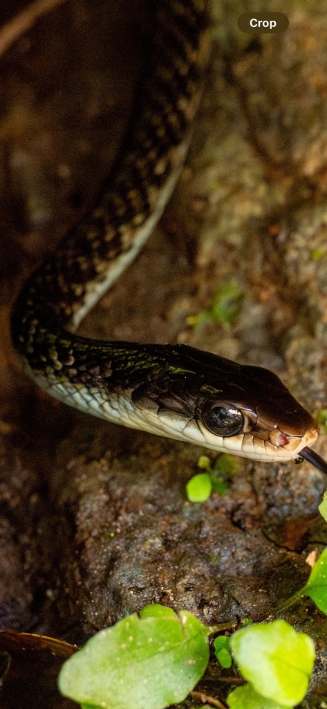 Palau Tree Snake from Palau, PW on November 22, 2023 at 05:17 PM by ...