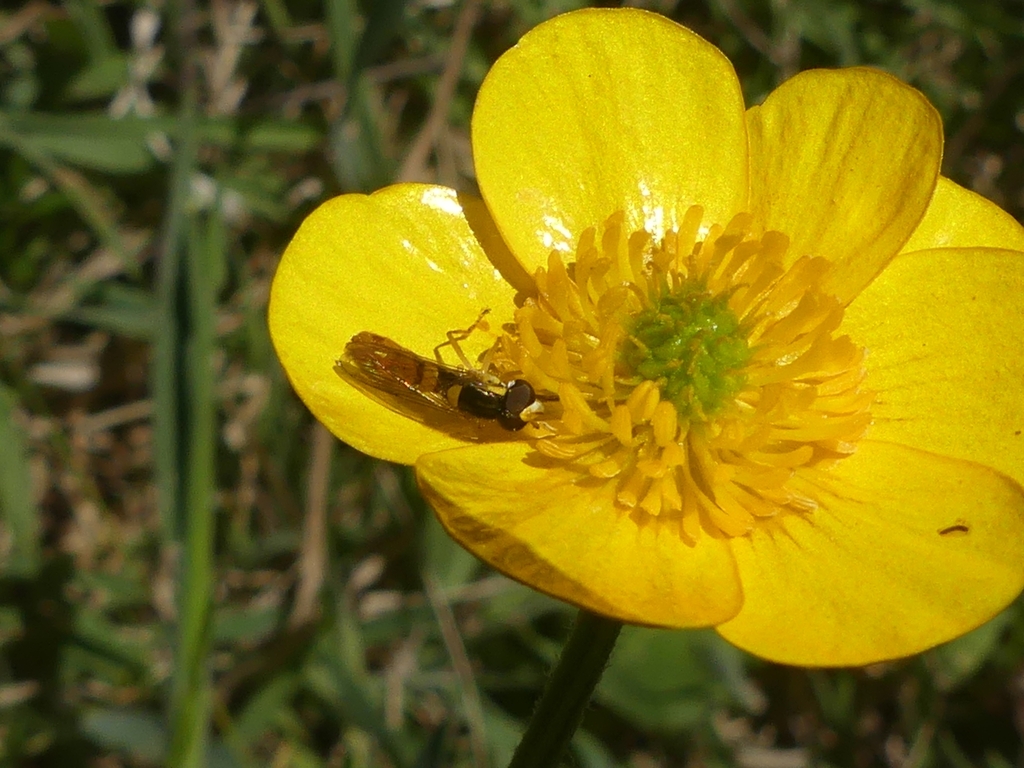 Globetails from Tantawangalo NSW 2550, Australia on November 18, 2023 ...