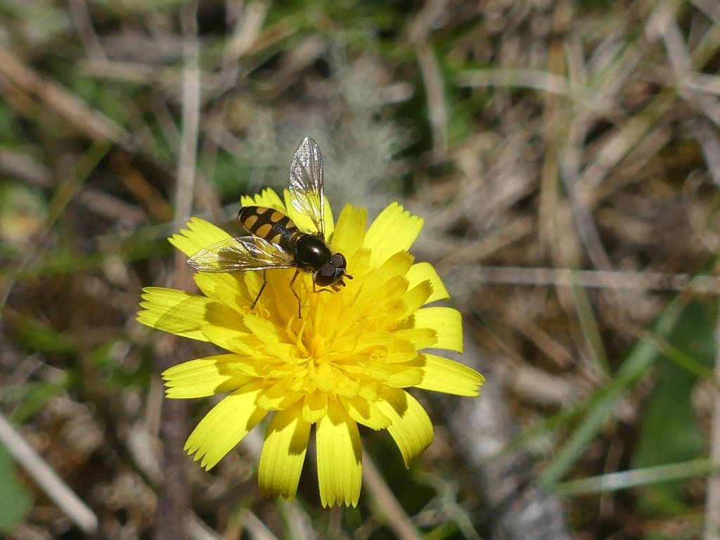 Common Halfband from Glen Allen NSW 2631, Australia on November 18 ...