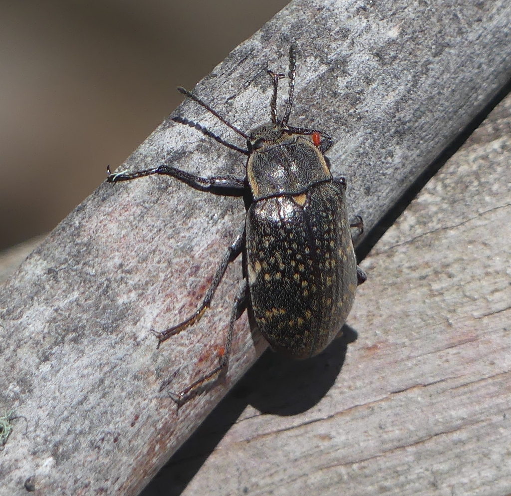 Lepispilus sulcicollis from Tantawangalo NSW 2550, Australia on ...