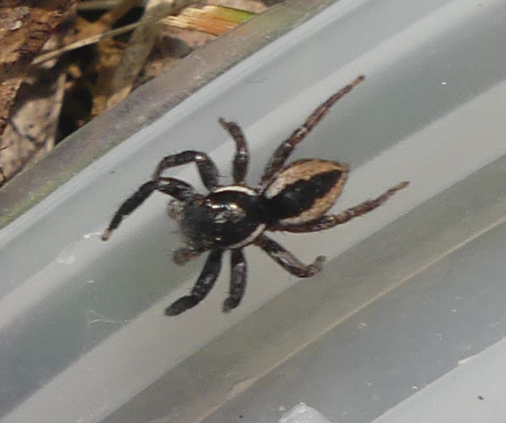 Jotus from Tantawangalo NSW 2550, Australia on November 18, 2023 at 03: ...