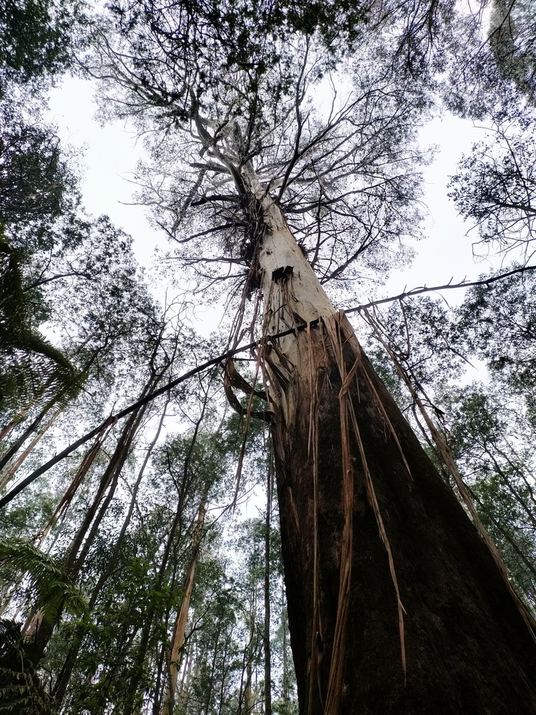 Australian Mountain Ash from Toolangi VIC 3777, Australia on November ...