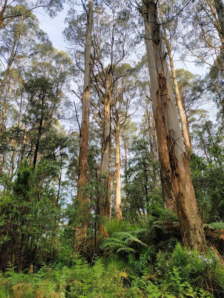 Australian Mountain Ash from Marysville VIC 3779, Australia on November ...
