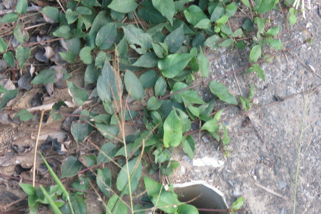 skunk vine from 600台灣嘉義市東區 on November 20, 2023 at 03:58 PM by 吳威 ...