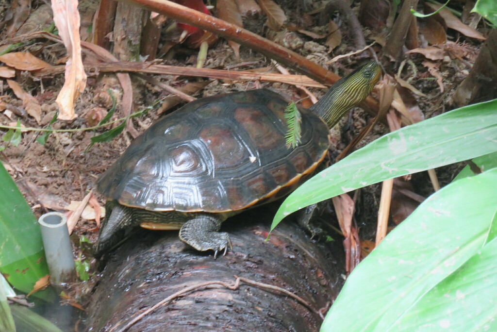 Common thread turtle from 600台灣嘉義市東區 on November 20, 2023 at 03:08 PM ...