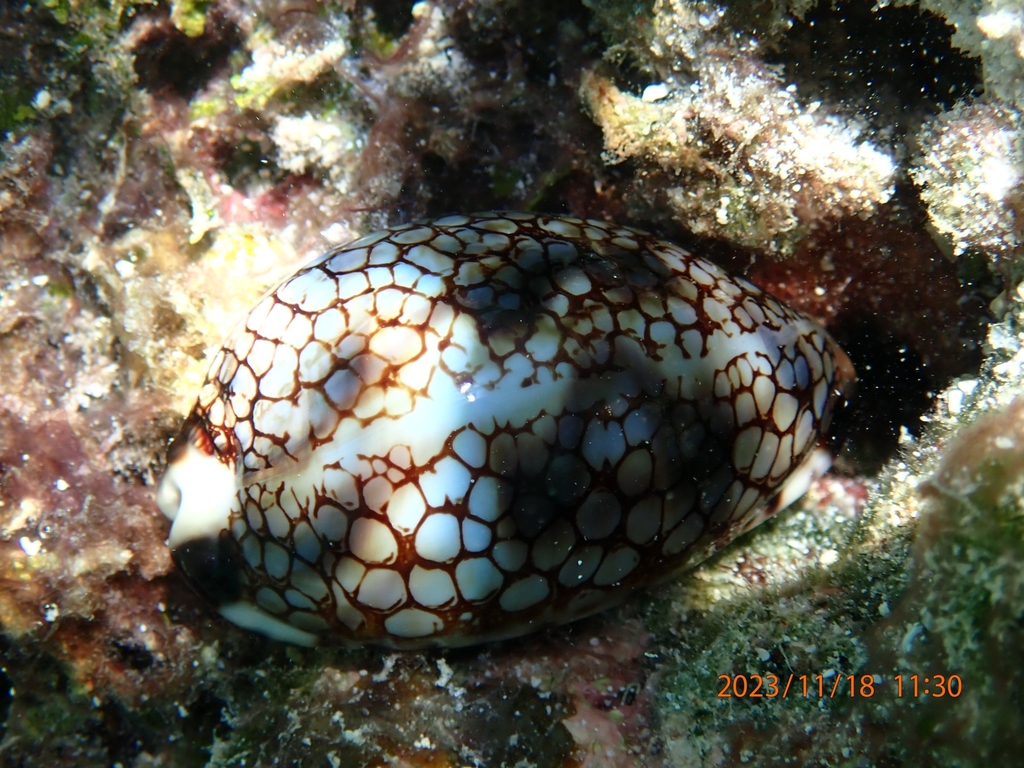 Mauritia histrio in November 2023 by Amir Rasheed · iNaturalist