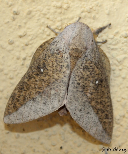 Syssphinx colloida · iNaturalist