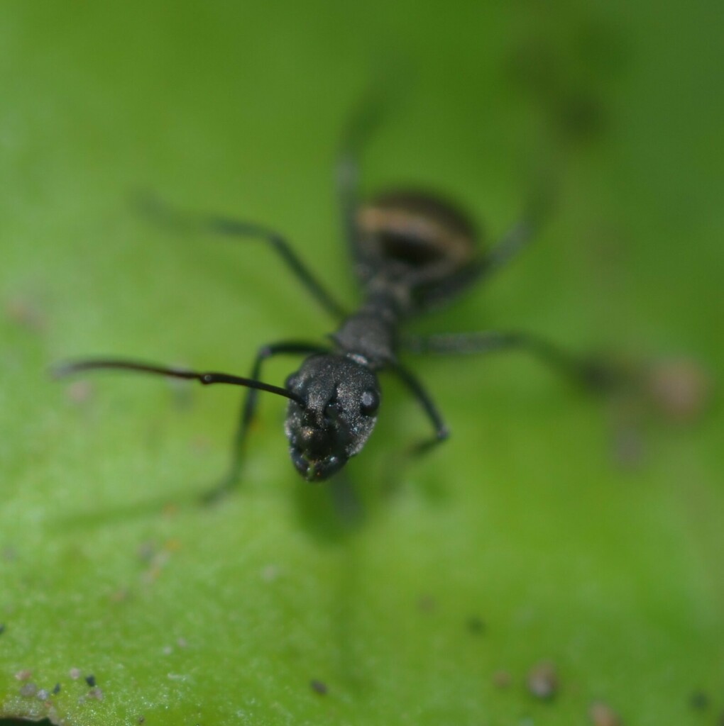 Rich Spiny Sugar ant from Kabupaten de Gianyar, Bali, Indonésie on ...