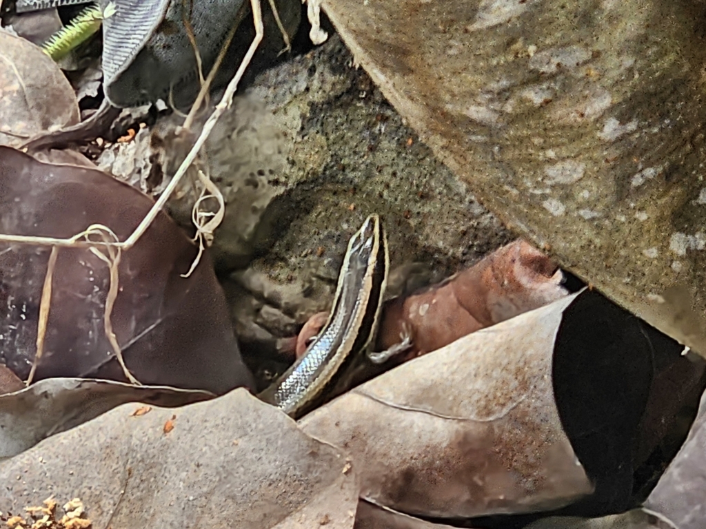 Anguilla Bank Skink in November 2023 by Karl Questel · iNaturalist