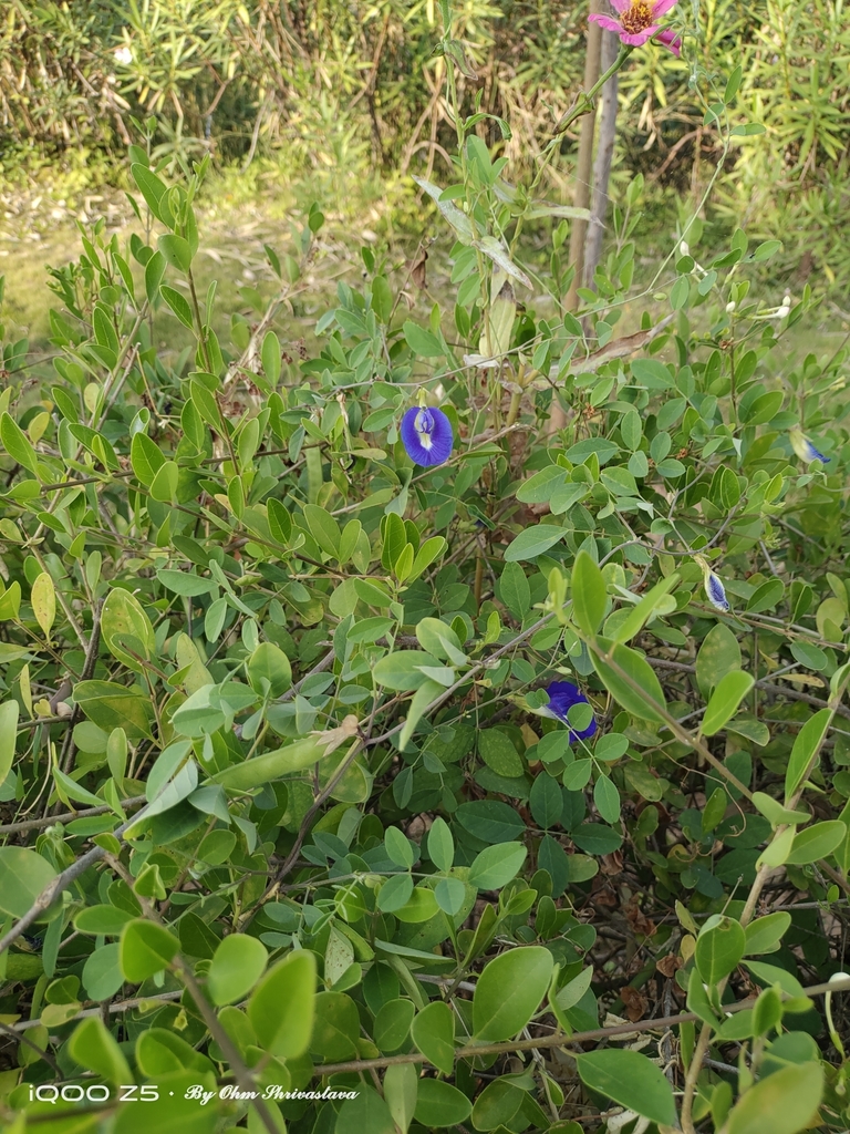 Blue Pea from RPMP+229, Kevadia, Gujarat 393155, India on November 22 ...