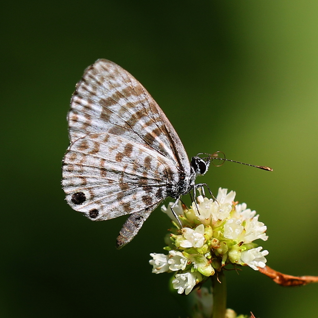Cassius Blue from Boca Raton, FL, USA on August 20, 2023 at 10:16 AM by ...