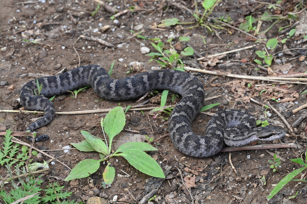 Gloydius shedaoensis qianshanensis in July 2022 by Xianchun Qiu ...