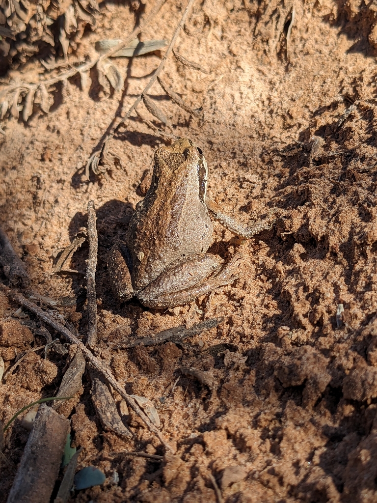 Baja California Tree Frog from St. George, UT 84790, USA on November 17 ...