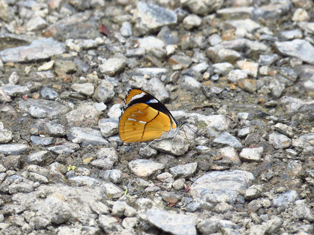 Vague Numberwings from Paucartambo, Perú on October 25, 2023 at 10:40 ...