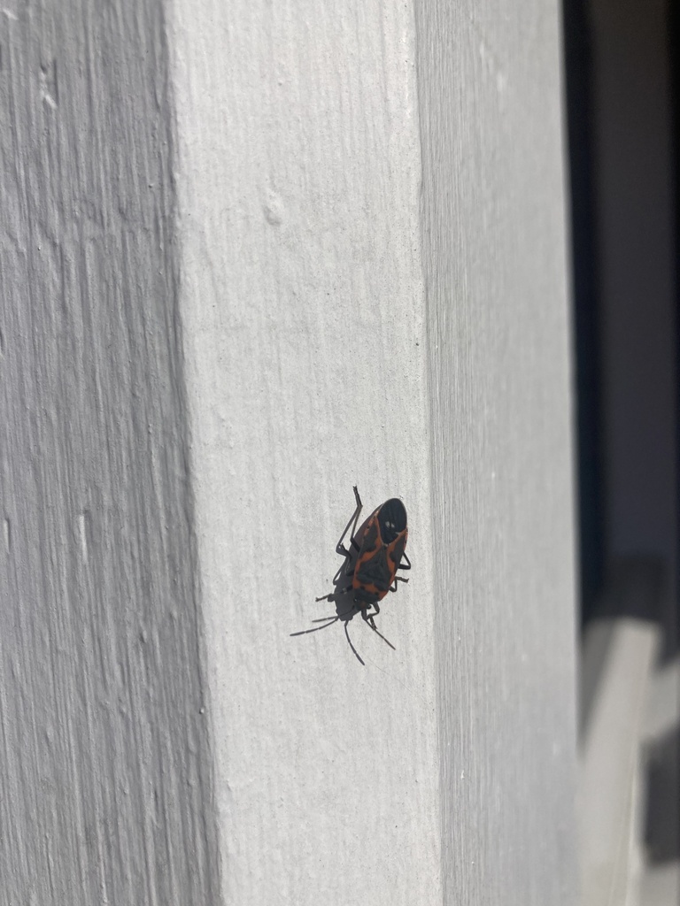Small Milkweed Bug from Kellogg Dr, Charlottesville, VA, US on November ...