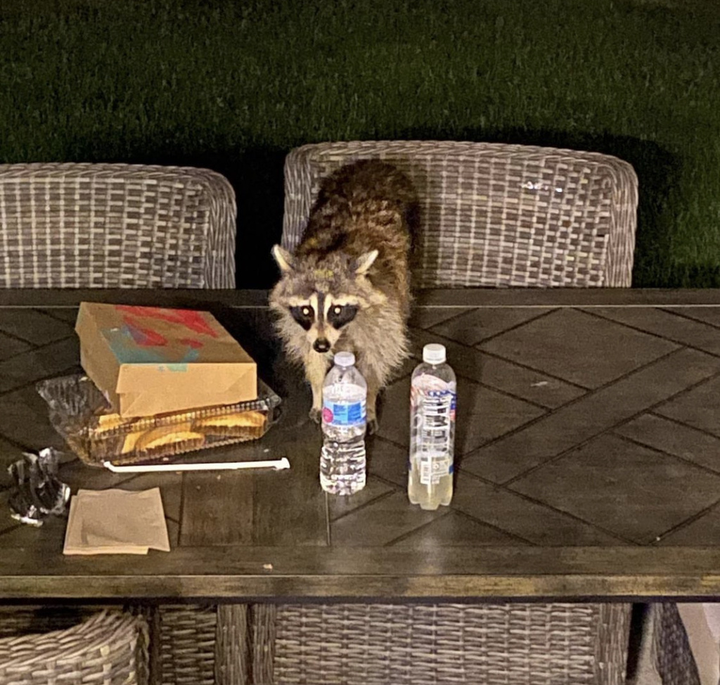 Common Raccoon from Blue Ridge Dr, Streamwood, IL, US on October 28 ...