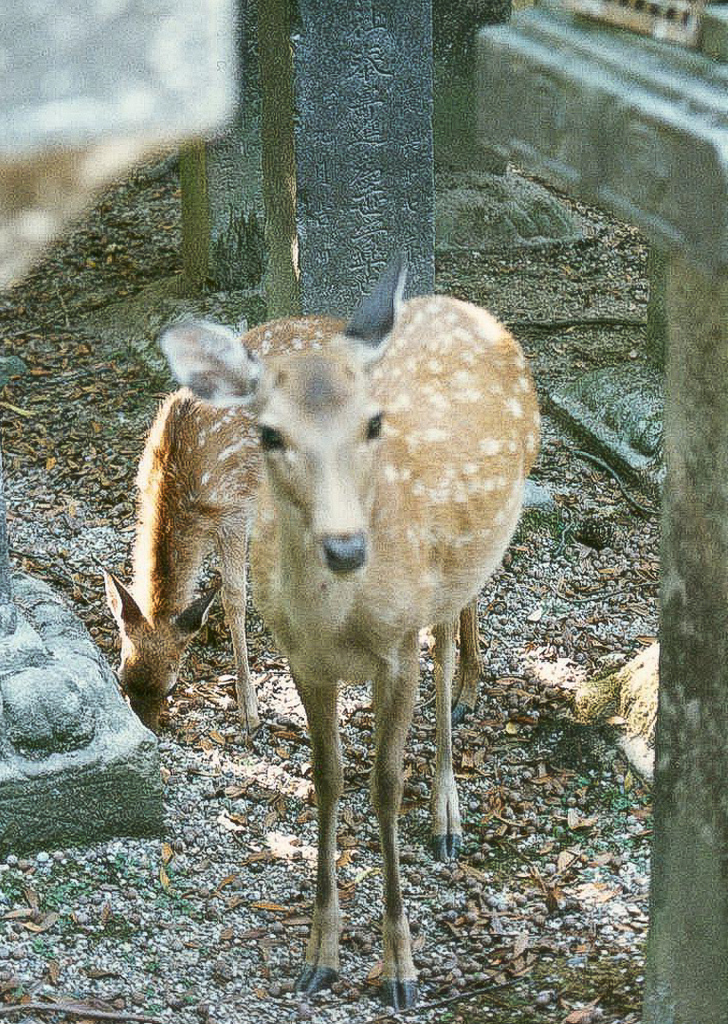 Sika Deer from 160 Kasuganochō, Nara, 630-8212, Japan on August 1, 1994 ...