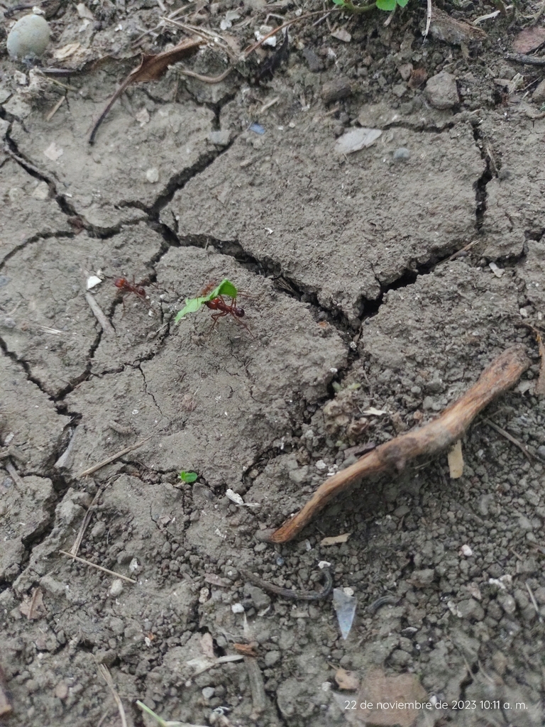 Chicatana Leafcutter Ant from Azteca, Túxpam de Rodríguez Cano, Ver ...