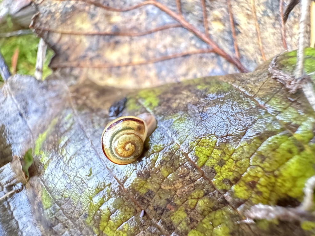Brown-lipped Snail from SE 206th St, Maple Valley, WA, US on November ...