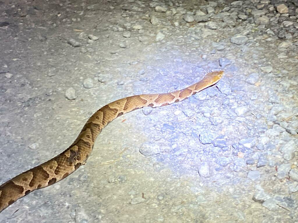 Eastern Copperhead from Murray County, GA, USA on September 13, 2020 at ...
