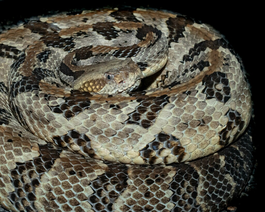 Timber Rattlesnake in August 2020 by Alex Romer · iNaturalist